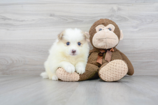 Pomeranian Puppies for Sale