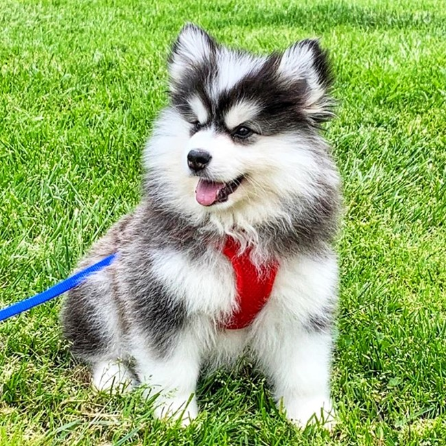 Pomsky Puppies For Sale | Exclusive Designer Puppies