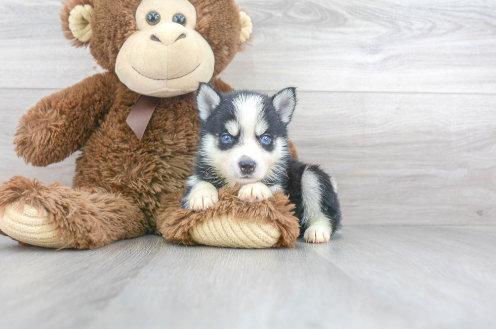 Pomsky Puppies for Sale | Premier Pups located in Ohio