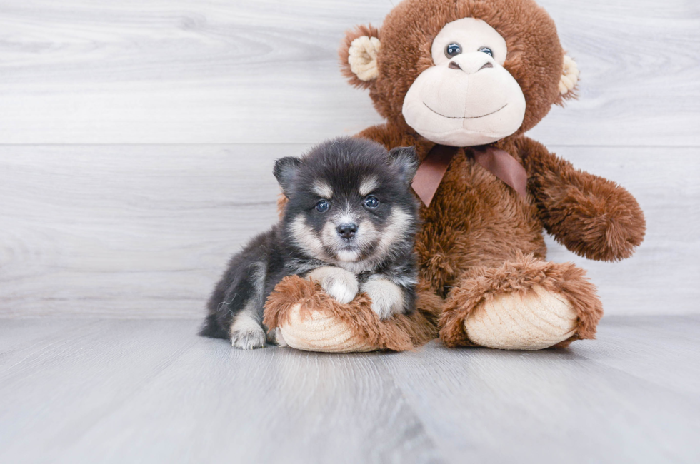 Pomsky Puppies for Sale | Premier Pups located in Ohio
