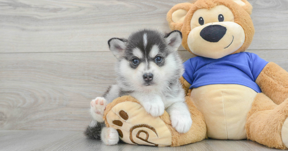 Funny Pomsky Stella: 5lb 15oz Designer Puppy