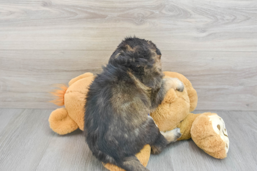 Playful Mini Pomskydoodle Taurus: 7lb 14oz Doodle Puppy