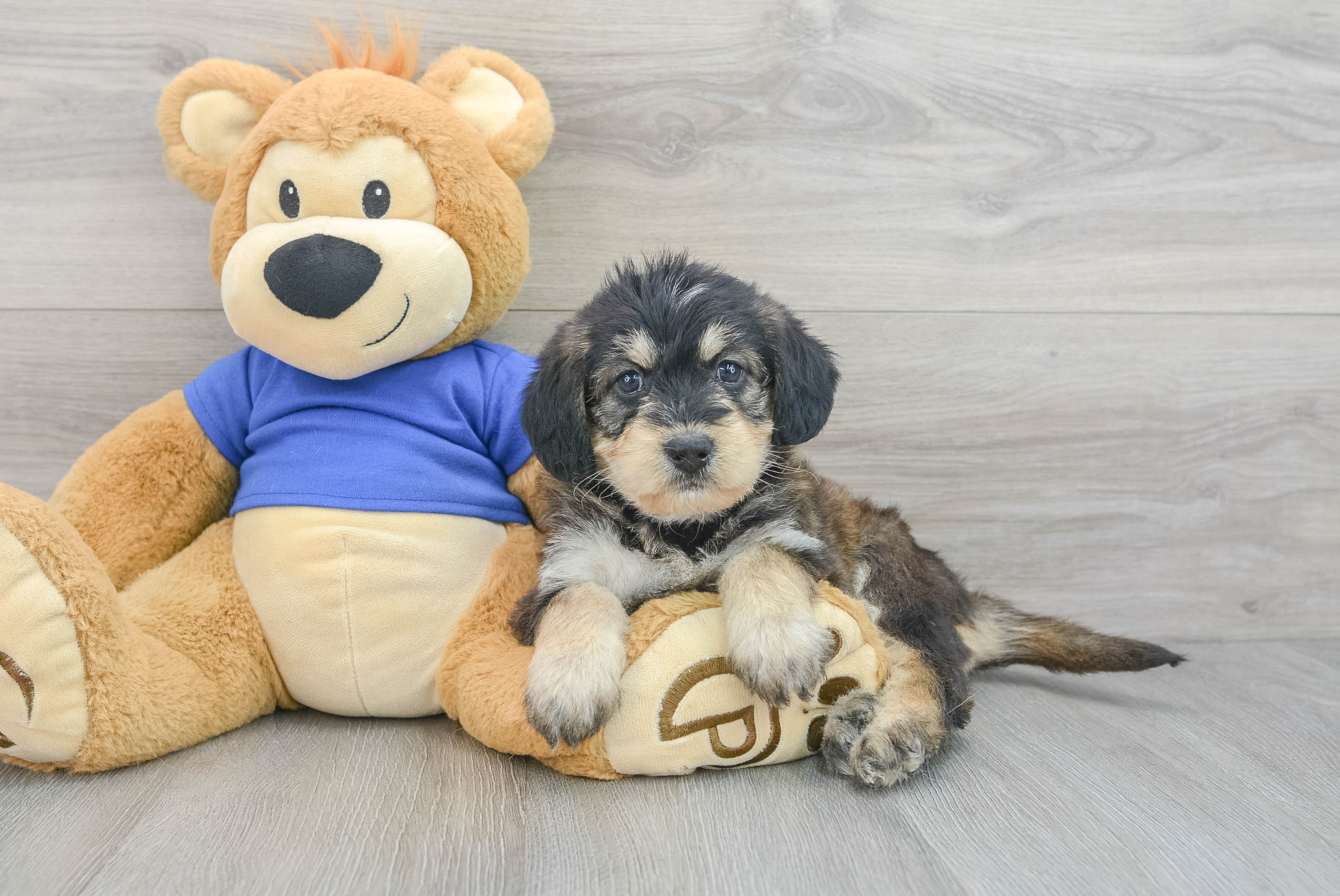 Playful Mini Pomskydoodle Taurus: 7lb 14oz Doodle Puppy