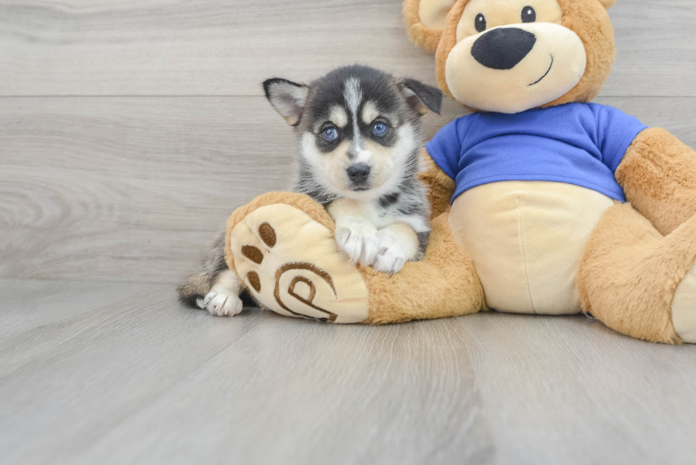 Happy Pomsky Tigris: 5lb 15oz Designer Puppy