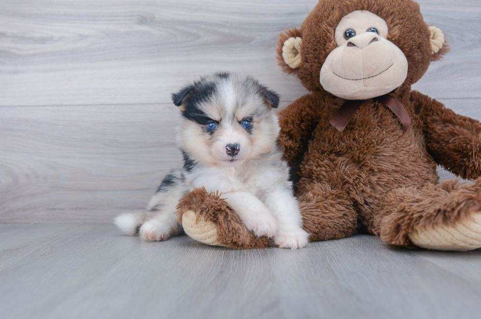 Pomsky Puppies for Sale | Premier Pups located in Ohio