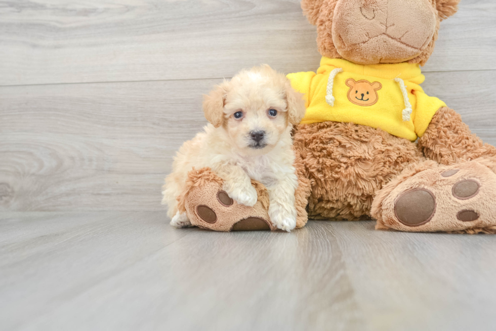Smart Poochon Angelina: 2lb 8oz Doodle Puppy
