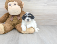 Poochon Pictures and Full Breed Information - Premier Pups