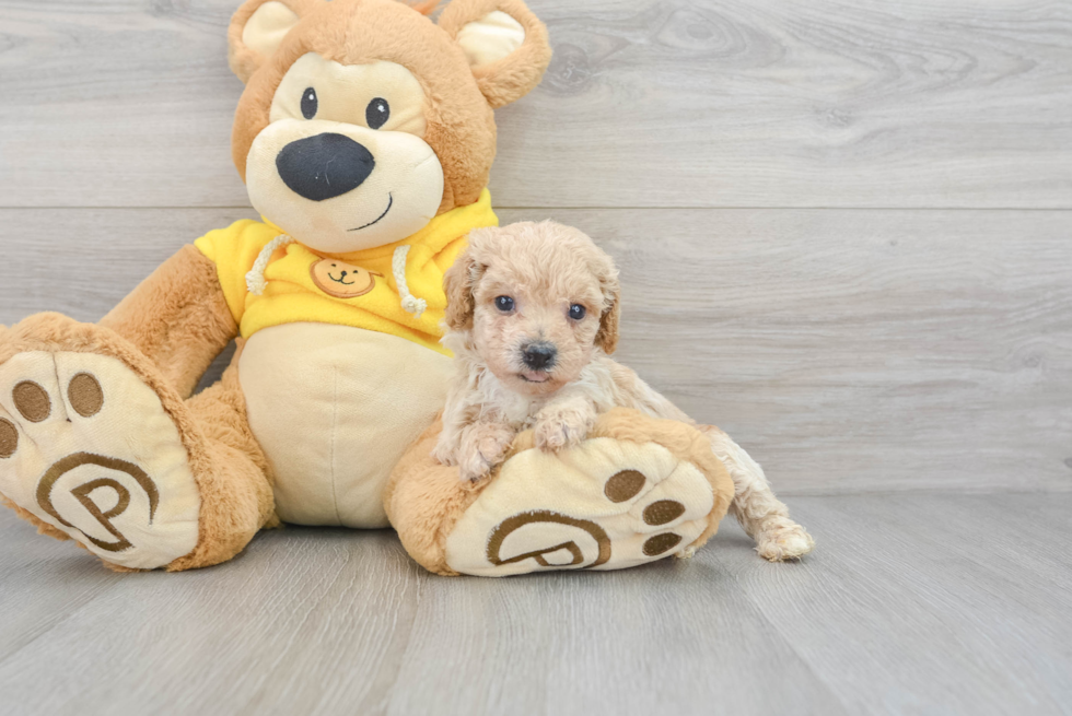 Petite Poochon Davie: 3lb 10oz Doodle Puppy