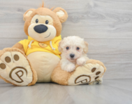 Poochon Pictures and Full Breed Information - Premier Pups