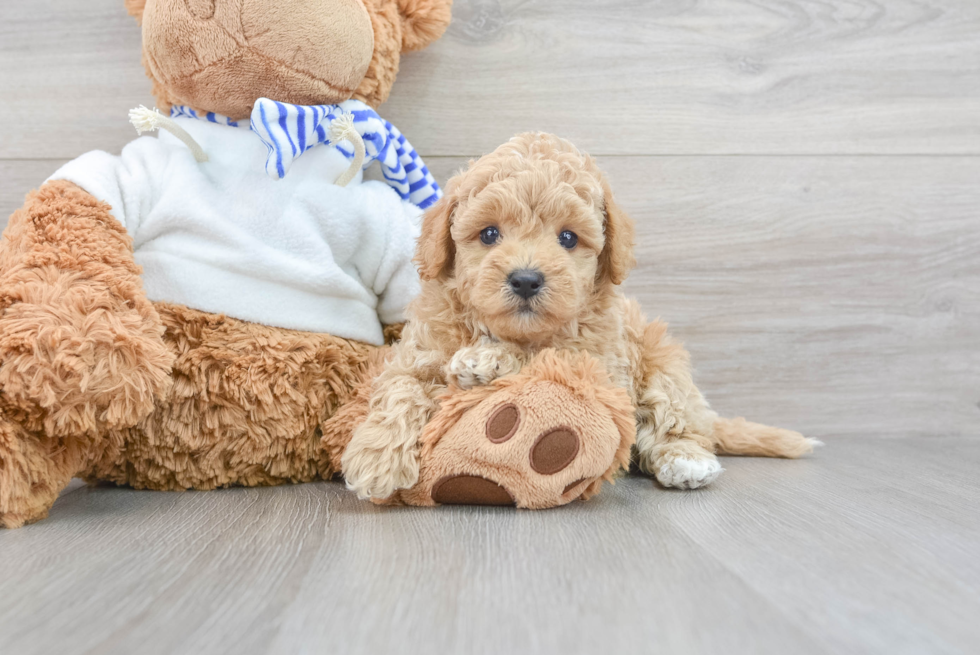 Small Poochon Franklin: 3lb 14oz Doodle Puppy