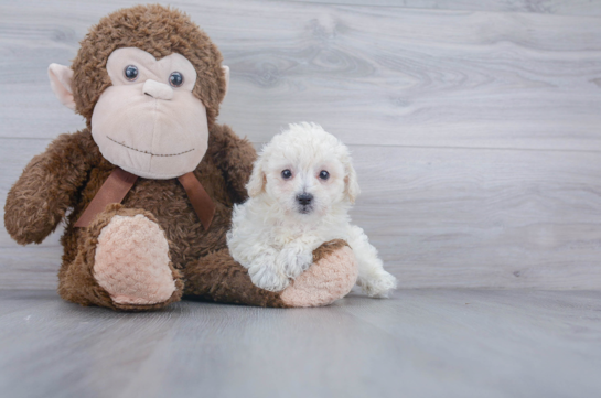 Poochon Puppies for Sale | Premier Pups located in Ohio