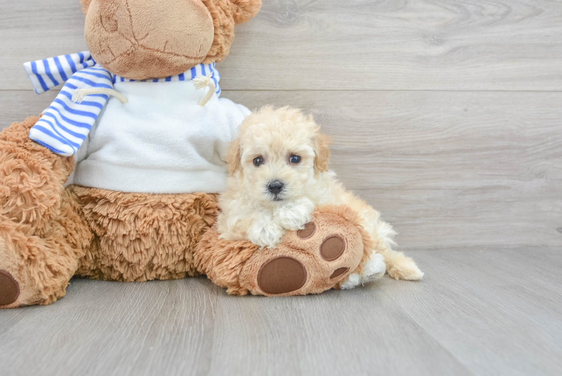 Popular Poochon Giada: 3lb 3oz Doodle Puppy