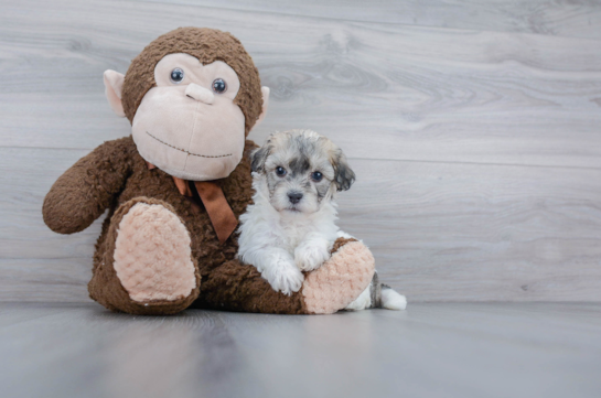 Poochon Puppies for Sale | Premier Pups located in Ohio