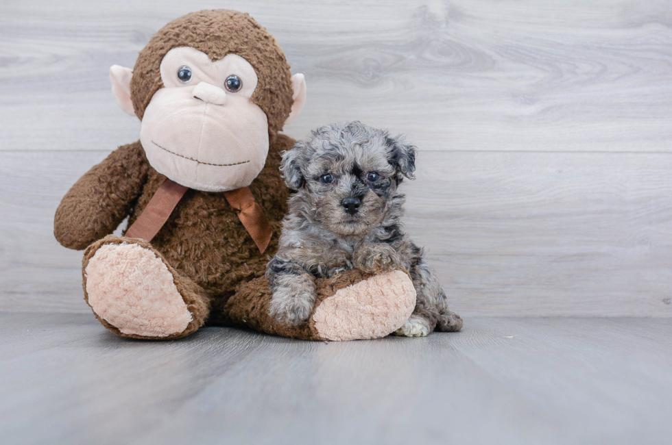 Poochon Puppies for Sale | Premier Pups located in Ohio