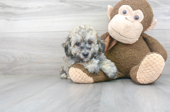 Poochon Puppies for Sale