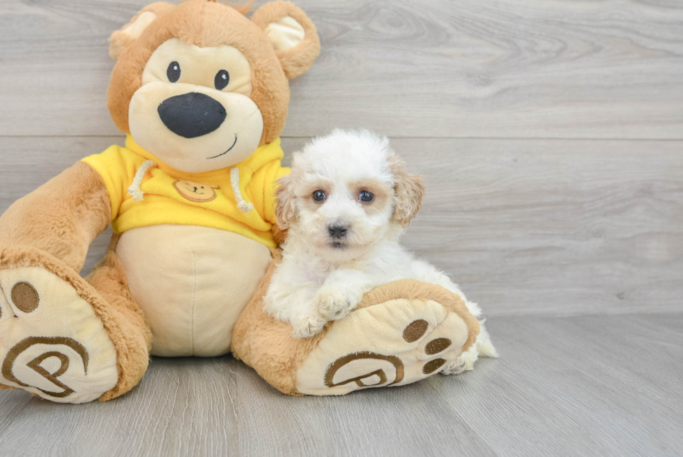 Cute Poochon Merrick: 4lb 6oz Doodle Puppy