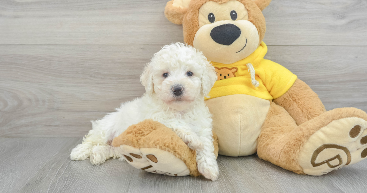 Playful Poochon Tofu: 5lb 5oz Doodle Puppy