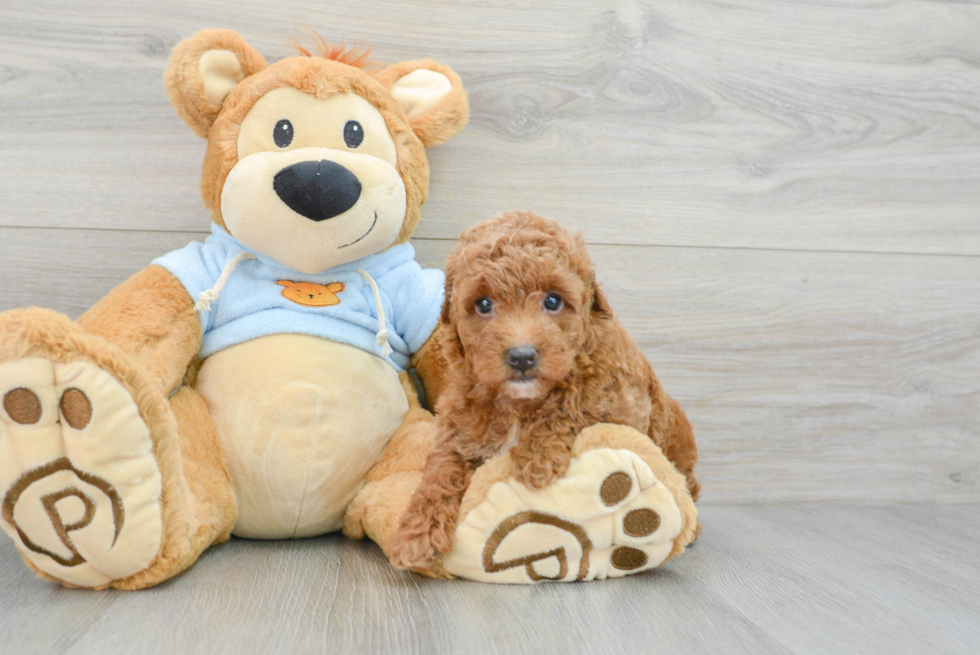Adorable Poodle Ginger: 3lb 13oz Purebred Puppy