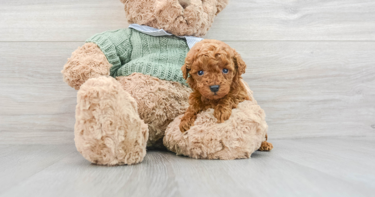 Happy Poodle Ginger: 2lb 1oz Purebred Puppy