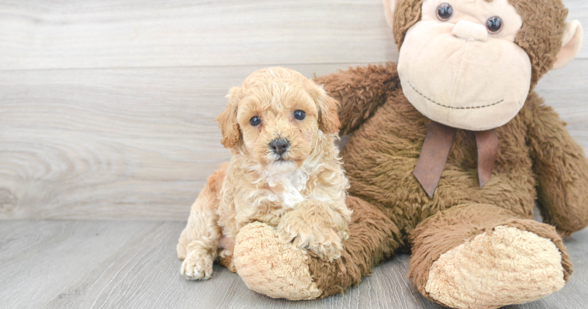 Happy Poodle Invictus: 3lb 1oz Purebred Puppy