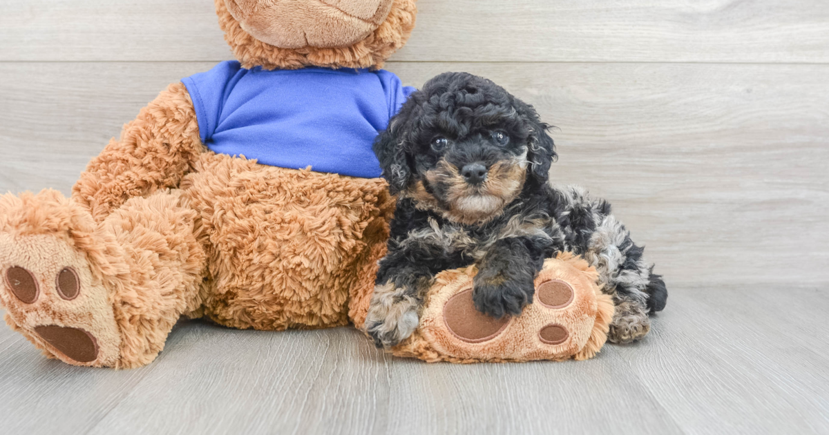 Playful Poodle Momo: 4lb 13oz Purebred Puppy