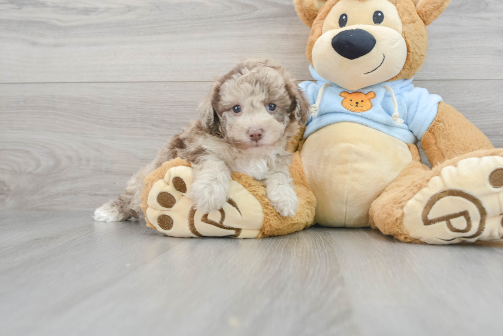 Playful Poodle Oliver: 3lb 11oz Purebred Puppy