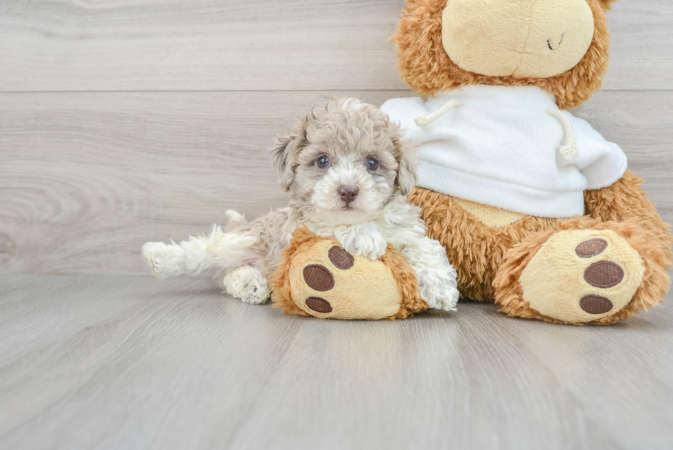 Adorable Poodle Paige: 3lb 3oz Purebred Puppy
