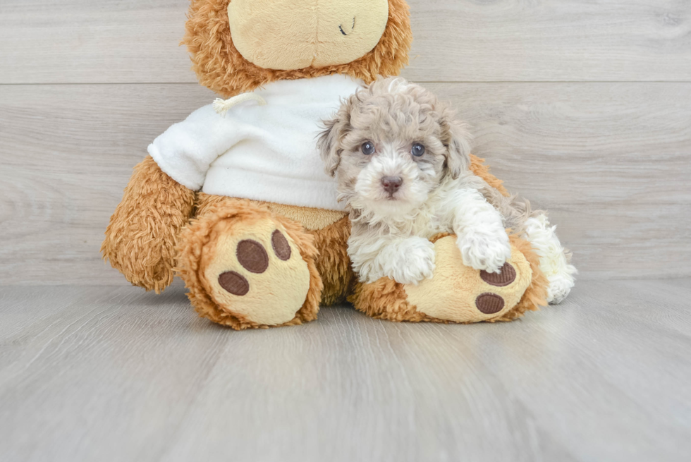 Adorable Poodle Paige: 3lb 3oz Purebred Puppy