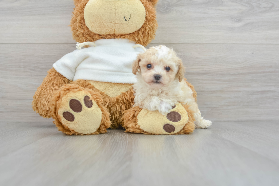 Fluffy Poodle Zero: 1lb 6oz Purebred Puppy