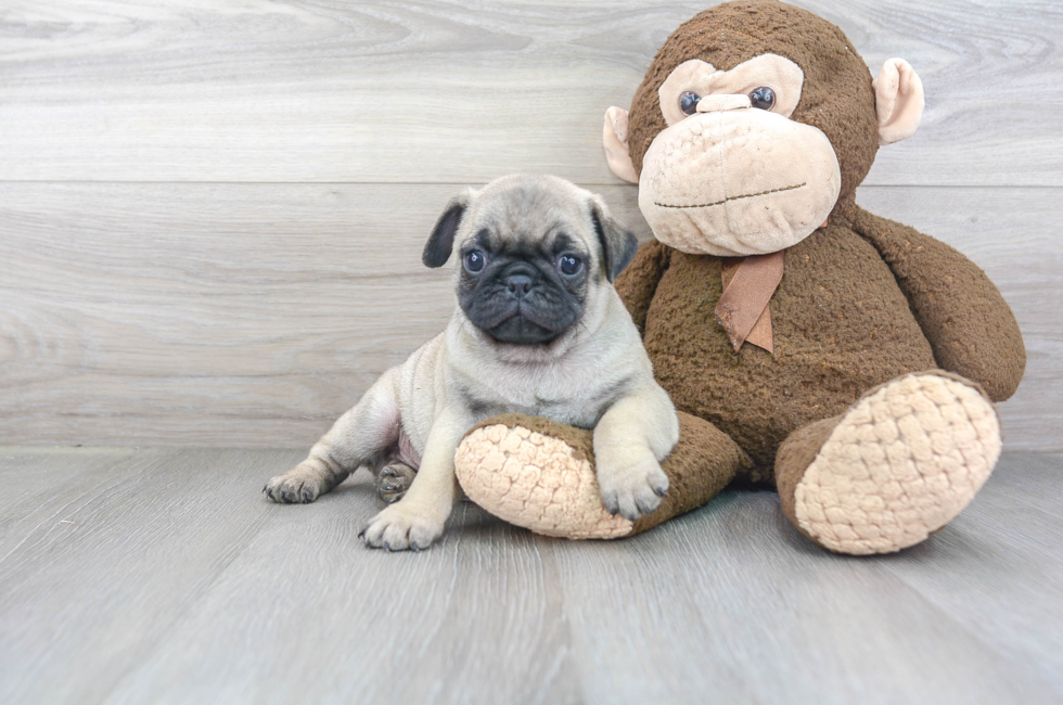Pug puppies for sale in Ohio | Puppies breeder in United States