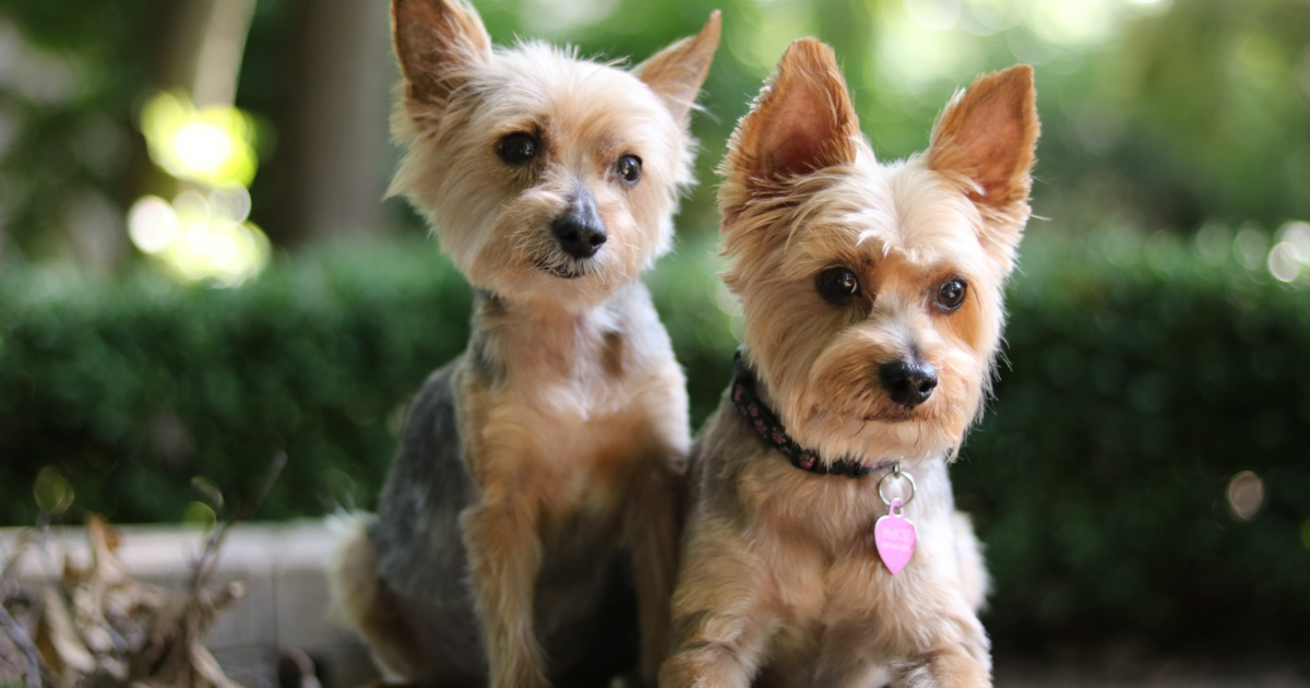 Puppies that Stay Small: The Ultimate Reveal of Top 10 Breeds You'll ...