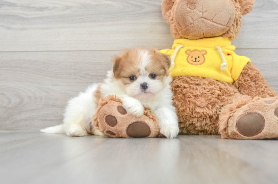 Pomachon Puppies For Sale | Exclusive Designer Puppies