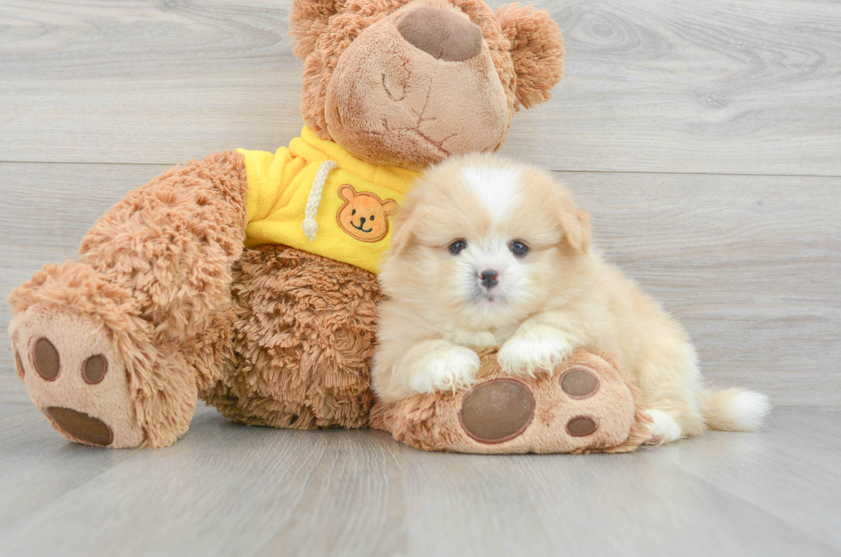 Affordable Shih Pom Puppies for Sale | Premier Pups