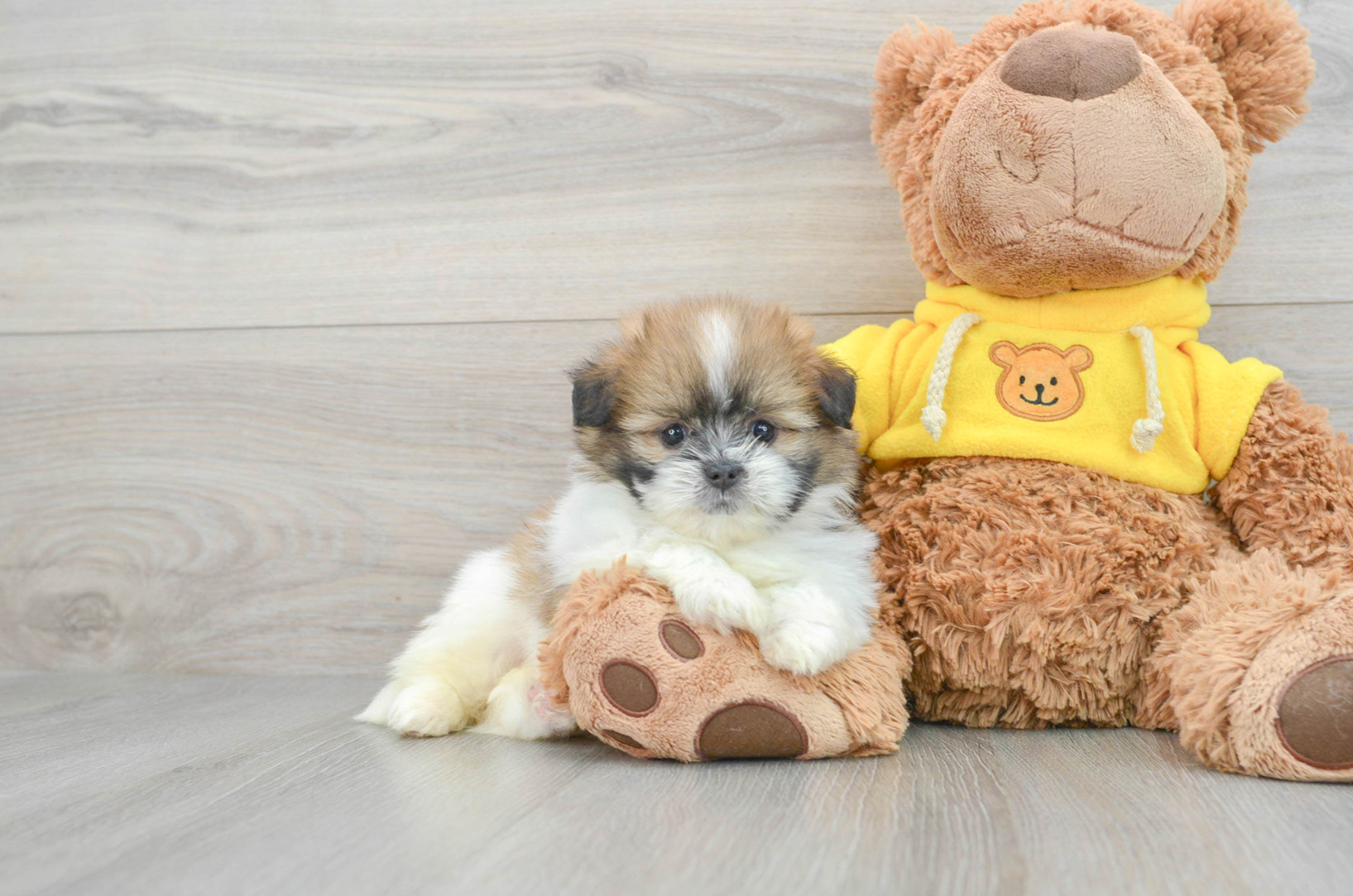 Affordable Shih Pom Puppies for Sale | Premier Pups