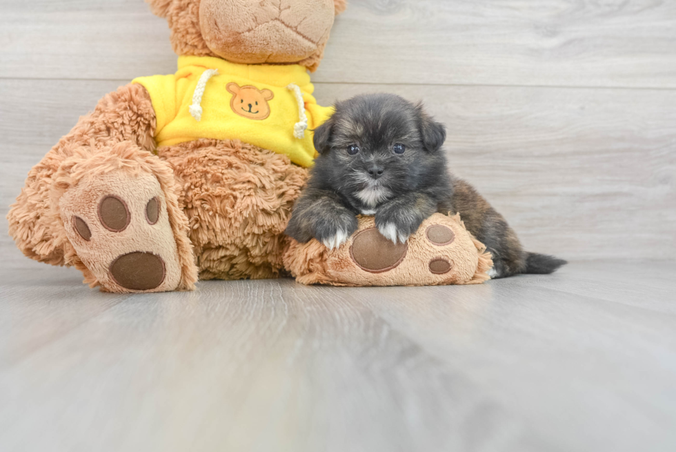 Adorable Shih Pom Dior: 3lb 4oz Designer Puppy