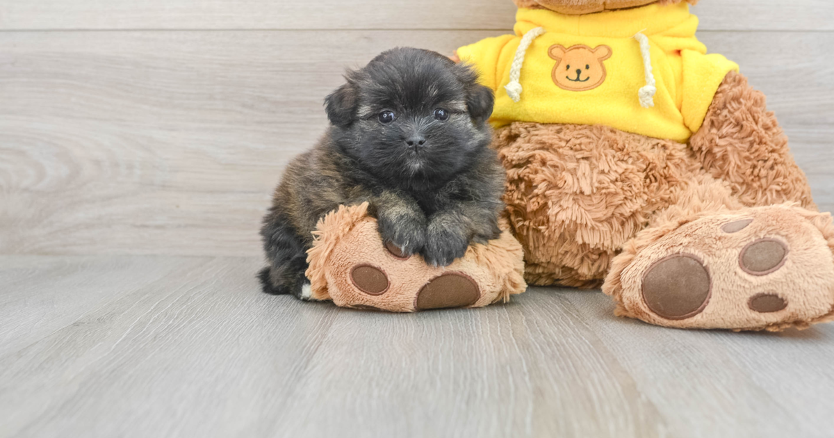 Shih Pom Dotty: 1lb 10oz Designer Puppy