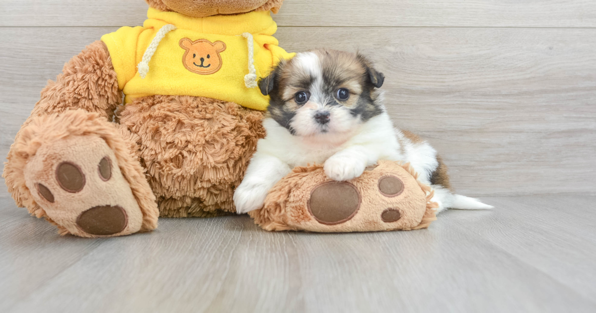 Happy Shih Pom Godiva: 2lb 7oz Designer Puppy