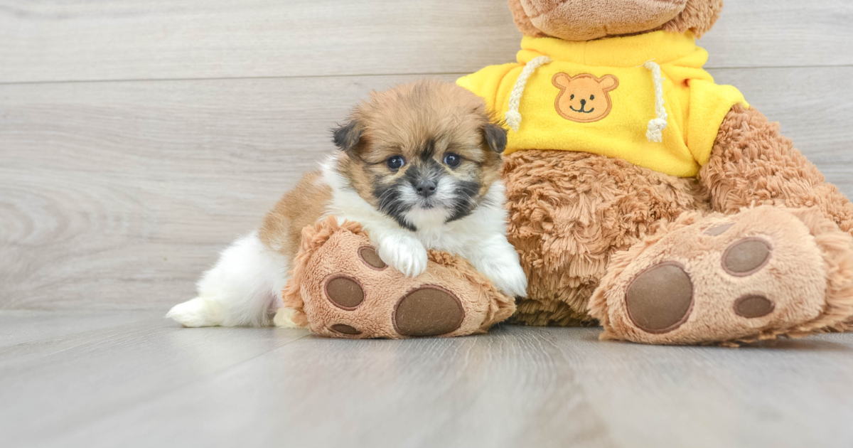 Hypoallergenic Shih Pom Godiva: 2lb 4oz Designer Puppy