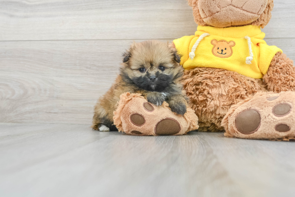 Happy Shih Pom Gwyneth: 1lb 9oz Designer Puppy
