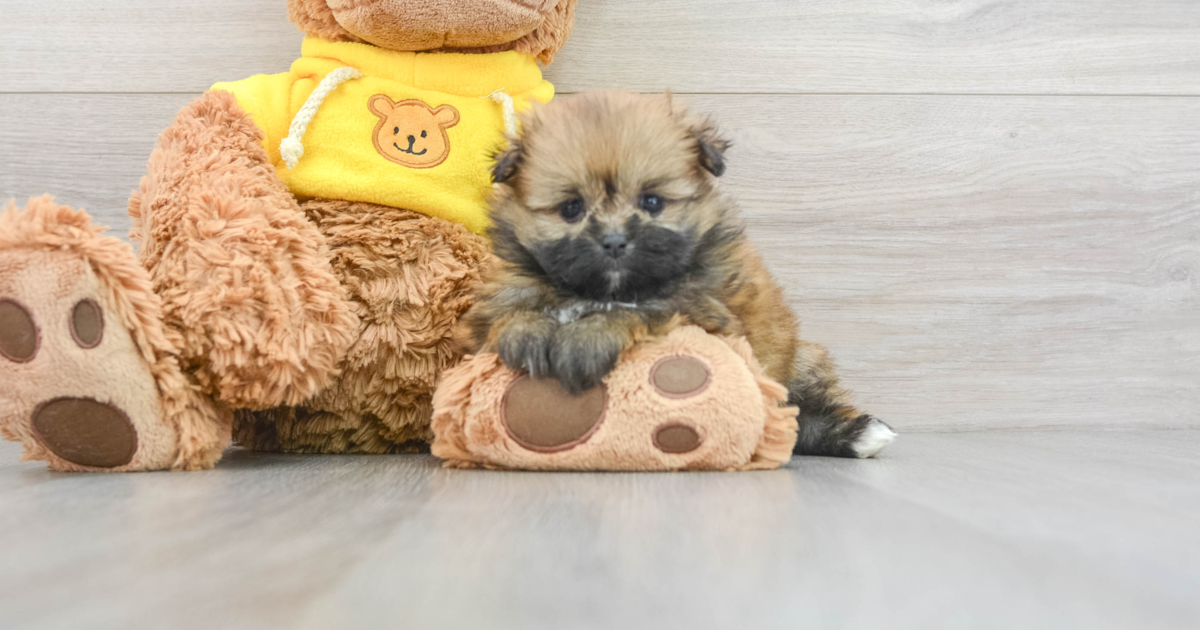 Happy Shih Pom Gwyneth: 1lb 9oz Designer Puppy