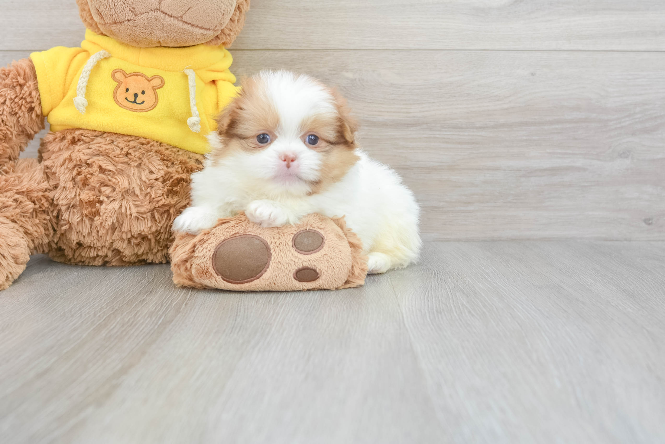 Shih Pom Puppy Photos and More - Premier Pups