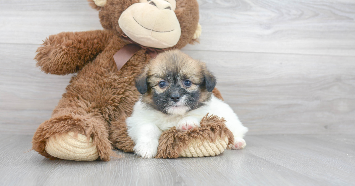 Playful Shih Pom Kayla: 3lb 7oz Designer Puppy