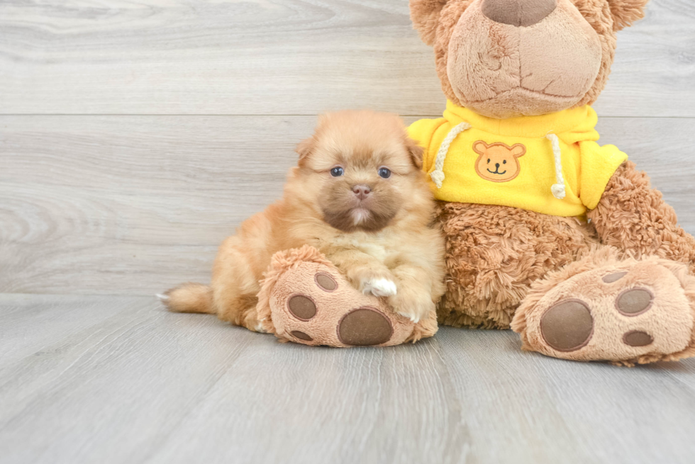 Adorable Shih Pom Kenan: 4lb 5oz Designer Puppy