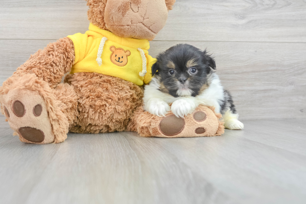 Fluffy Shih Pom Rudy: 3lb 6oz Designer Puppy
