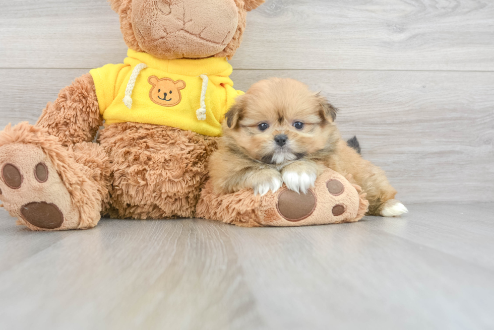 Small Shih Pom Ryan: 3lb 2oz Designer Puppy