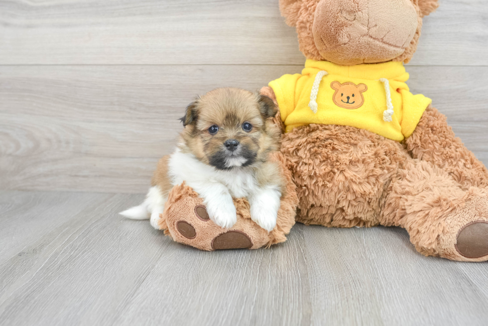 Friendly Shih Pom Weston: 3lb 3oz Designer Puppy