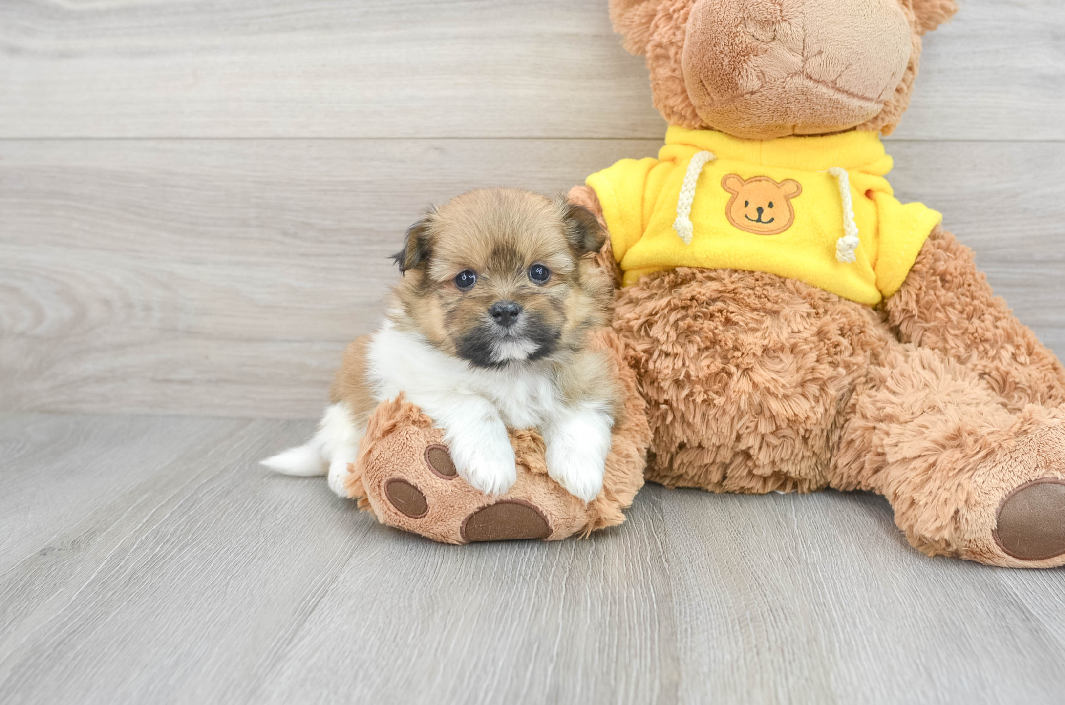 Affordable Shih Pom Puppies for Sale | Premier Pups
