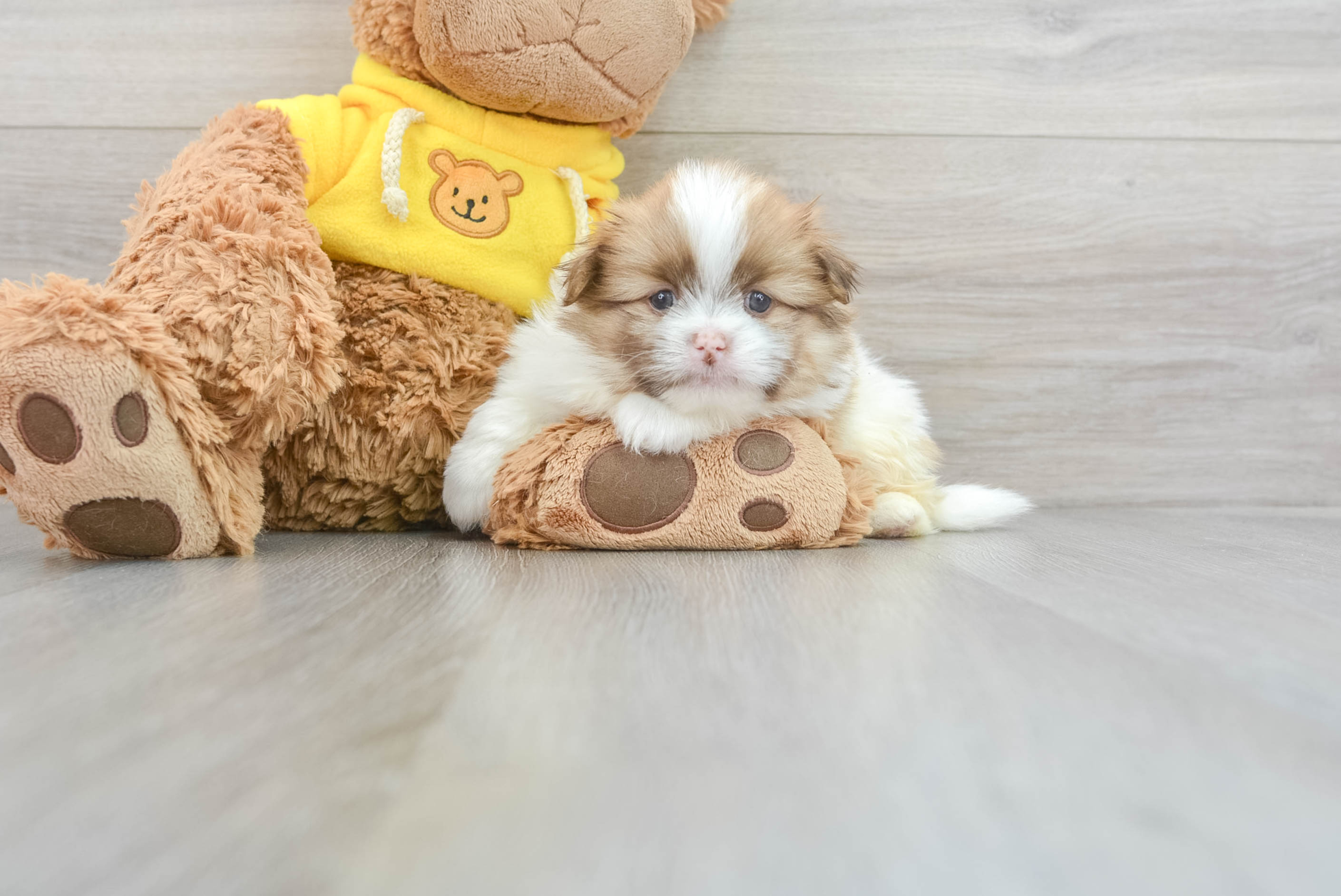 Popular Shih Pom Wyatt: 3lb 4oz Designer Puppy