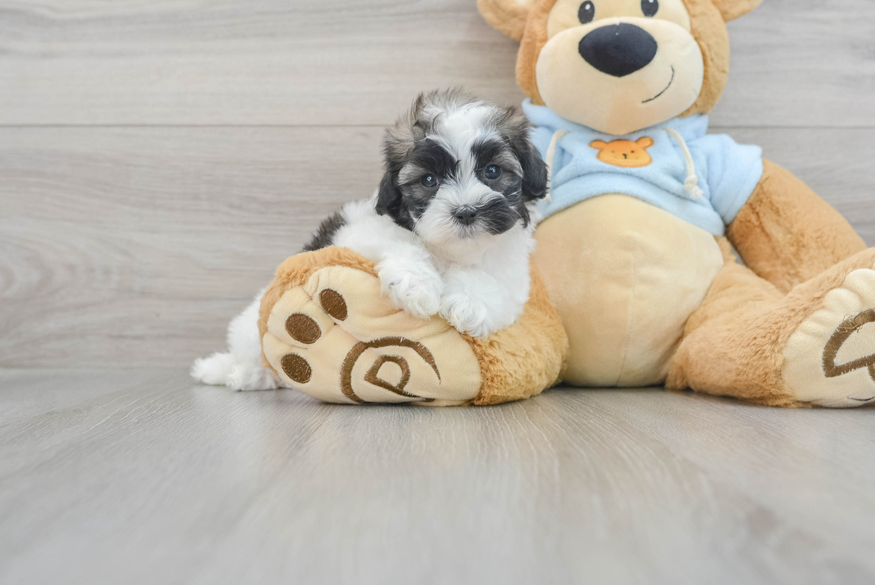 Small Shih Poo Adam: 3lb 2oz Doodle Puppy