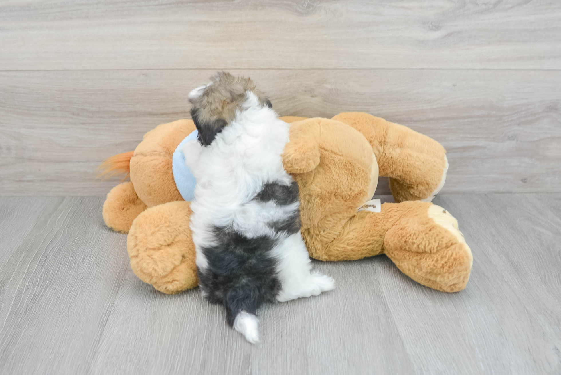 Small Shih Poo Adam: 3lb 2oz Doodle Puppy